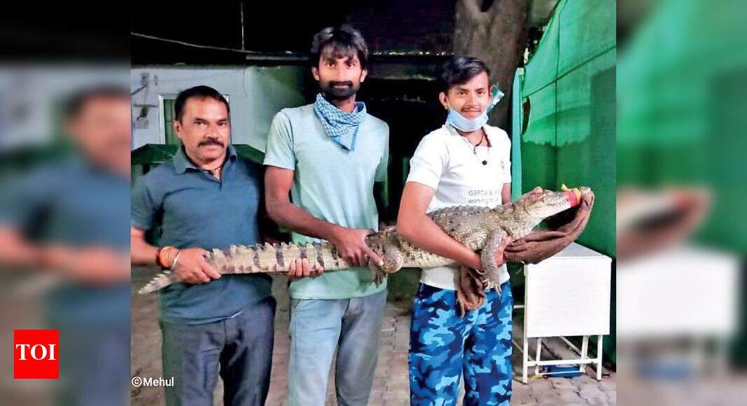 Five-foot crocodile rescued in Vadodara | Vadodara News - Times of India