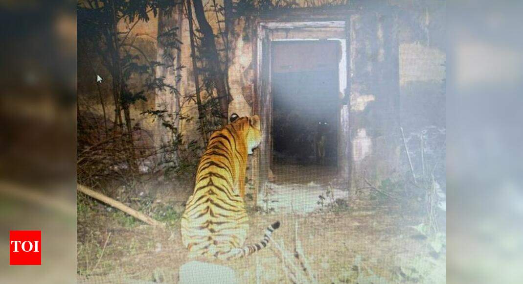 Trap set up to catch Bareilly rubber factory tigress, but it is yet to ...