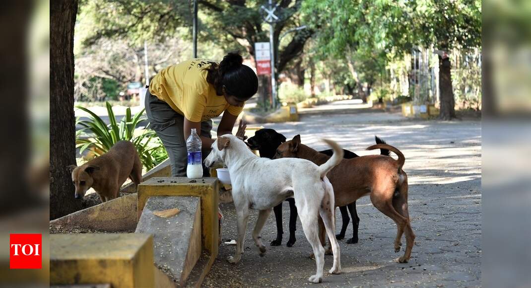 Good Samaritans feed helpless and hungry strays dogs during lockdown ...