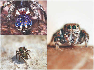 New jumping spider species discovered in Chennai’s MCC | Chennai News ...