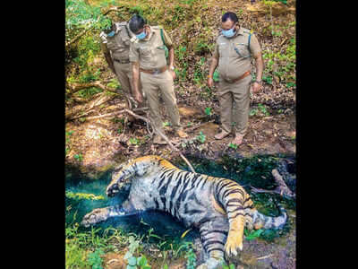 Two tigers die after eating poisoned boar at Anamalai Tiger Reserve ...