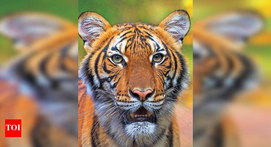 Tigers under watch for coronavirus infection | Kozhikode News - Times ...