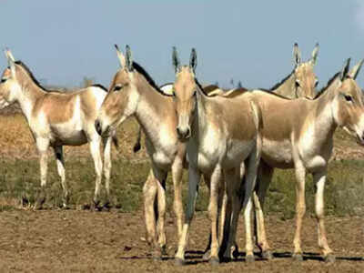 Gujarat: At 30%, population of Asiatic wild asses surges, hits 6,000 ...