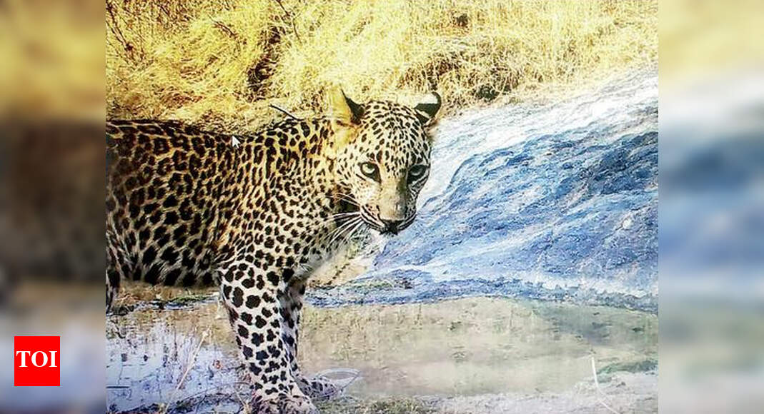 Silence draws out birds & wild animals in Pune rural areas | Pune News ...