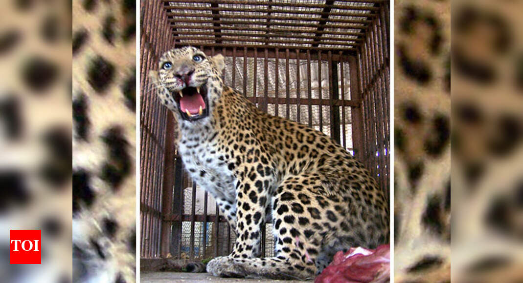 Nawab Wajid Ali Shah Zoological Garden: Lucknow Zoo takes measures to ...