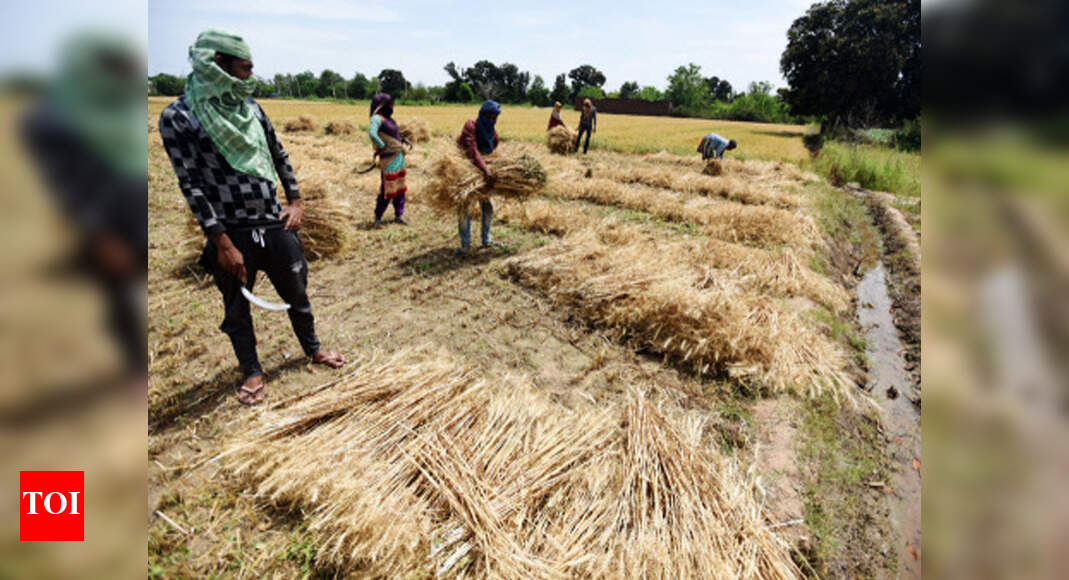 Punjab Mandi Board sets up control room | Chandigarh News - Times of India