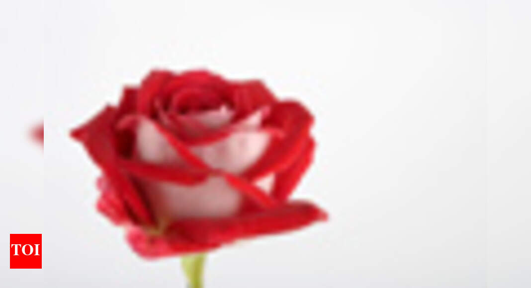 When a rose is not a rose - Times of India