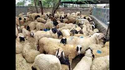 Amid lockdown, Himachal government facilitates seasonal migration of ...