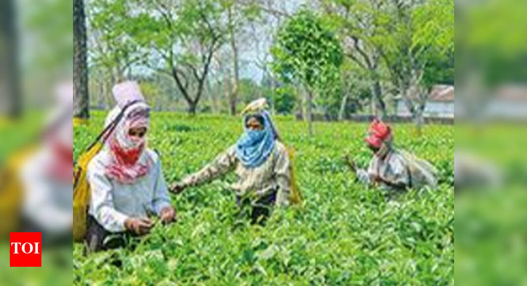 Assam tea industry stares at Rs 1,218 crore loss | Guwahati News ...