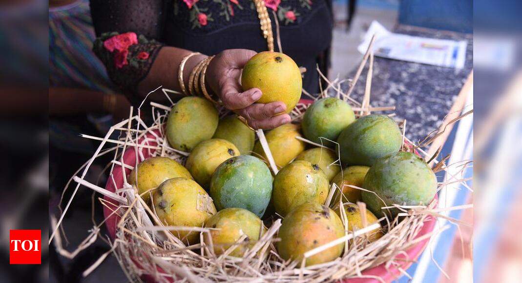 Lockdown turns out to be a cruel blow to Goa’s mango harvest - Times of ...