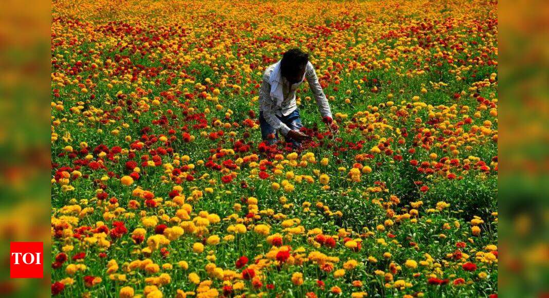 Floriculture biz in Vidarbha wilts as lockdown continues | Nagpur News ...