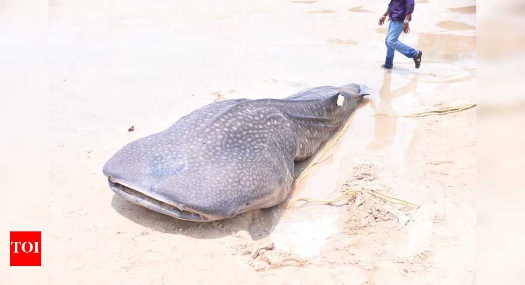 Conservationists concerned as whale shark found with fins, tail cut off ...
