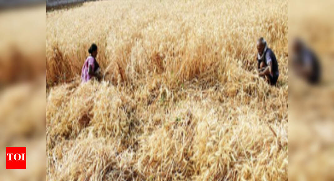 Bihar: Farmers not willing to sell wheat to PACS and dealers | Patna ...