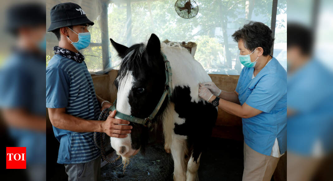 Thailand begins mass vaccination of horses to curb African Horse ...