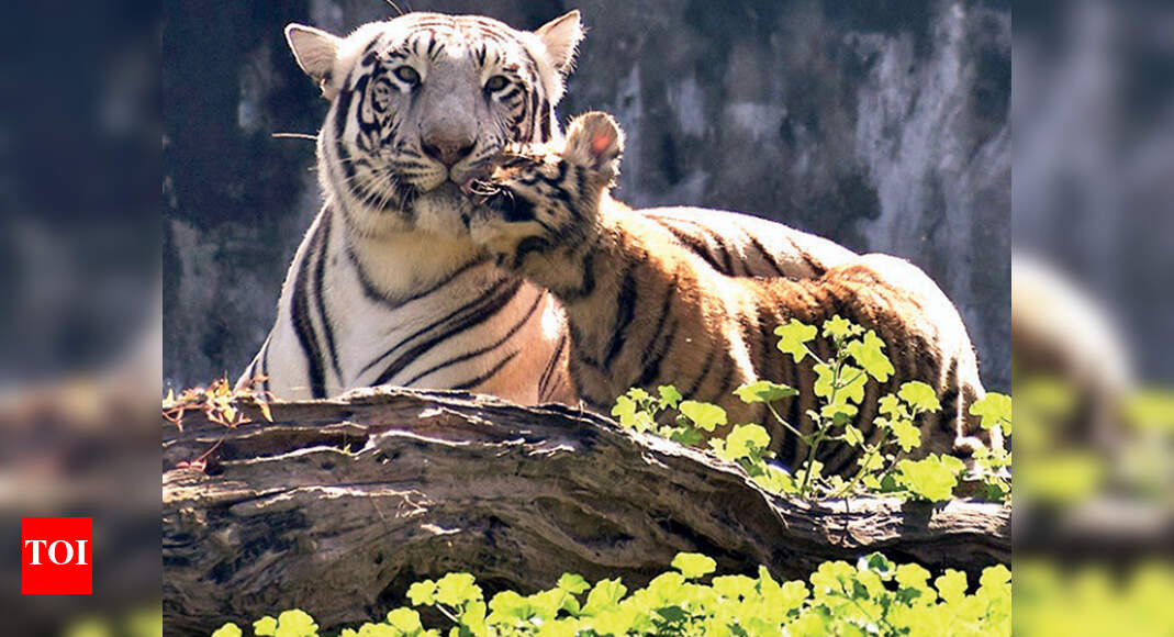 Tiger cubs soak in the sun, feed on chicken at Punjab's Chhatbir zoo ...
