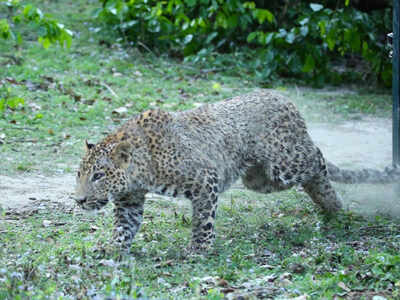 Leopard enters UP's Govardhan town, caught after 10 hours | Agra News ...