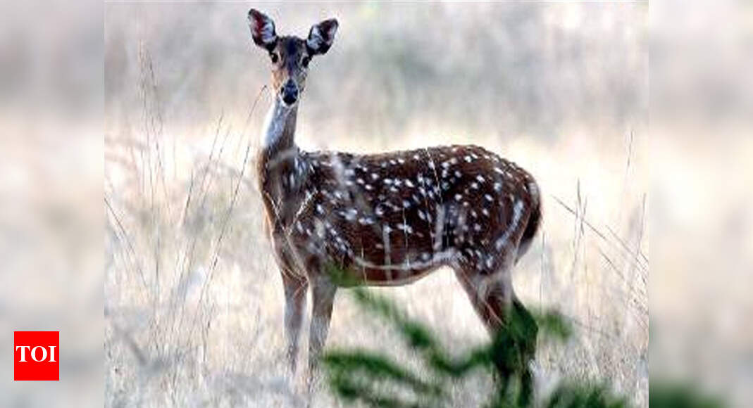 Nagaland framing charges against four for killing animals | Kohima News ... Nagaland framing charges against four for killing animals | Kohima News ...