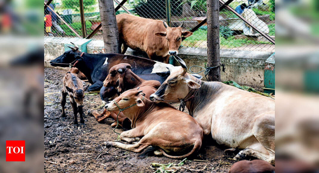 New infection in cows creates panic in Andhra Pradesh | Vijayawada News ...
