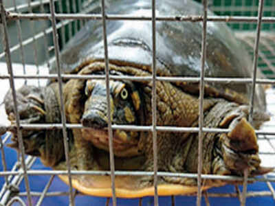 West Bengal: New Town boys rescue tortoise | Kolkata News - Times of India