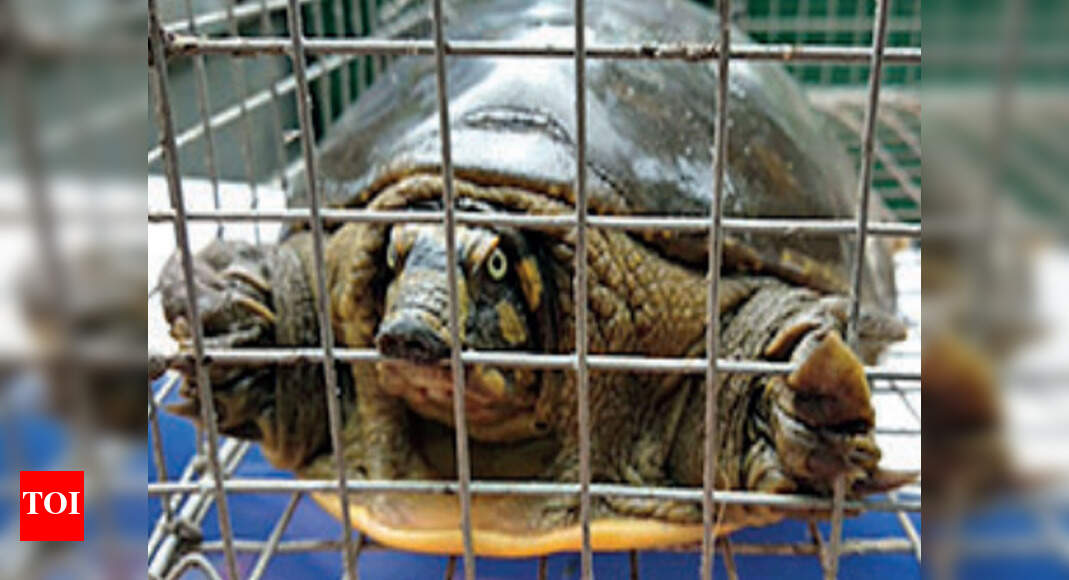 West Bengal: New Town boys rescue tortoise | Kolkata News - Times of India