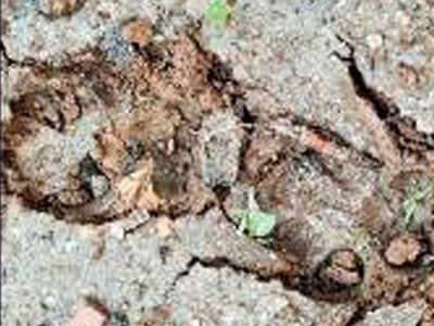 Not leopard but paw marks of dog in Sector 11: Report | Chandigarh News ...