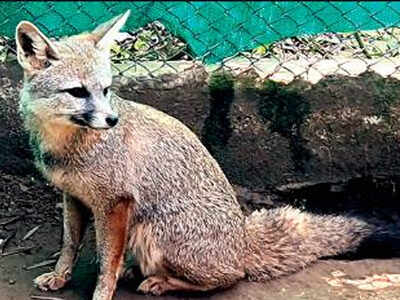 Chhatbir citizens reclaim their domain spaces | Chandigarh News - Times ...