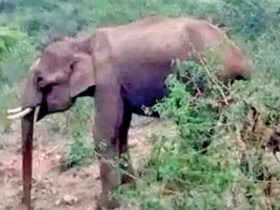 Sick elephant back on its feet after two-day care in Erode | Erode News ...