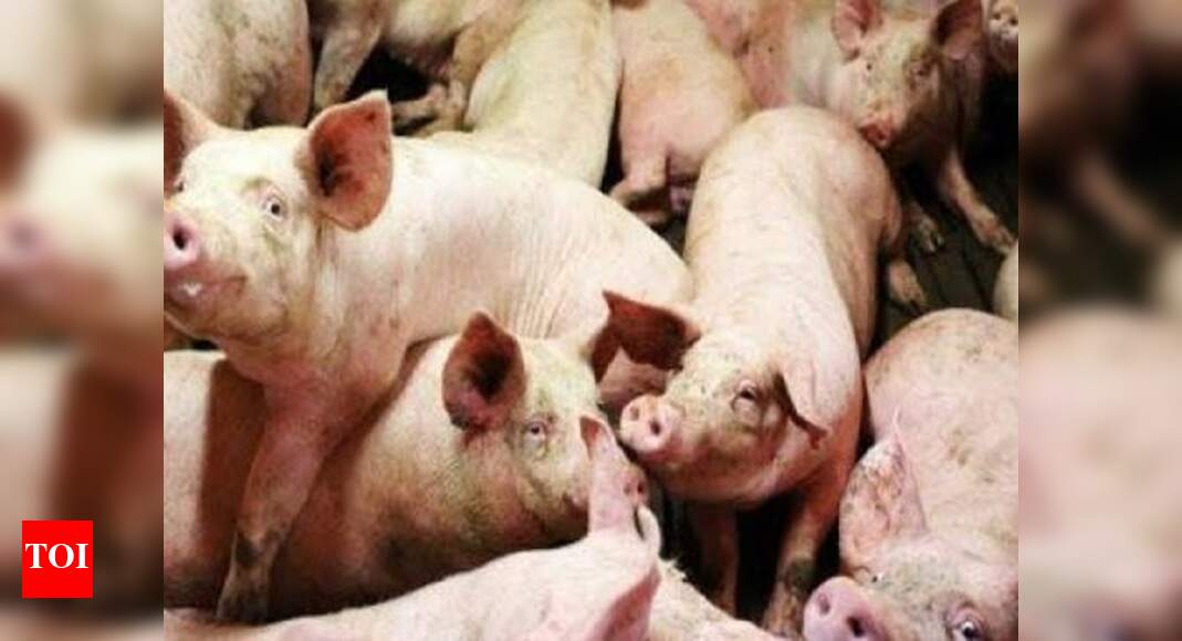 Now pigs are dying from 'exotic virus' in Assam; 1964 dead in 6 ...