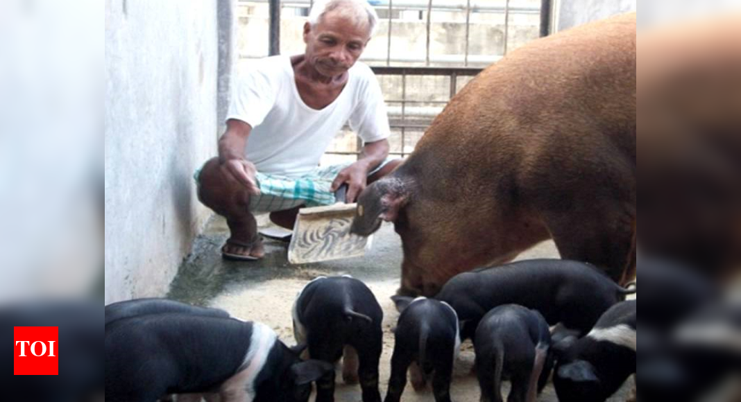 Assam News: Assam pigs dying from suspected African Swine Fever, likely ...