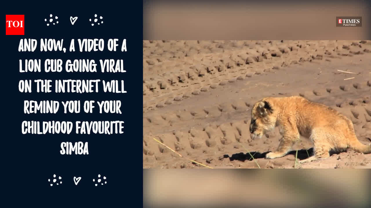 lion cub: Check out the real life Simba!
