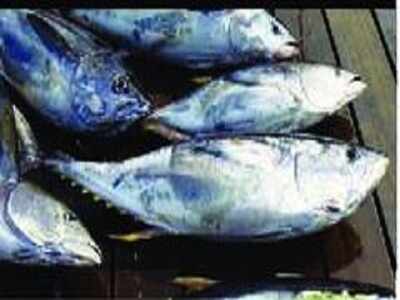 With exports on hold, tuna catch sees a dip | Goa News - Times of India