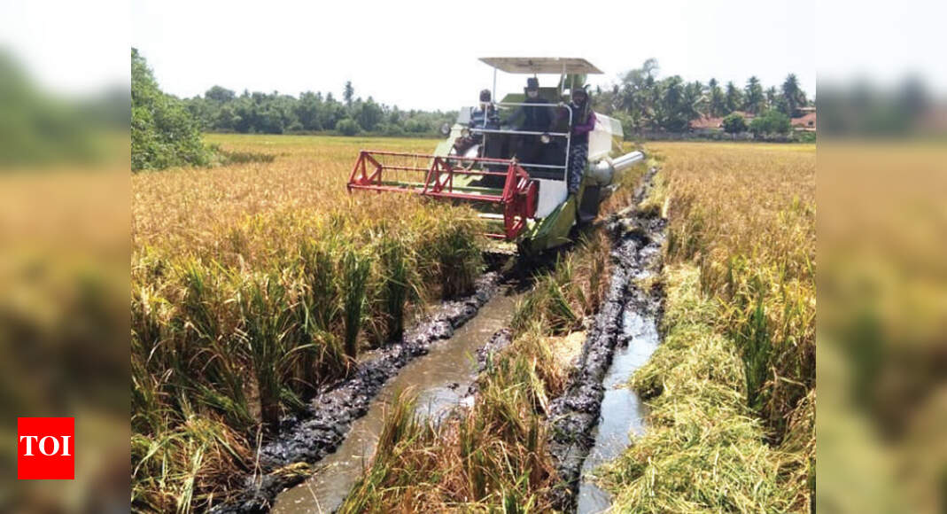 A little corner in Chinchinim sees a ‘miraculous’ agricultural ...