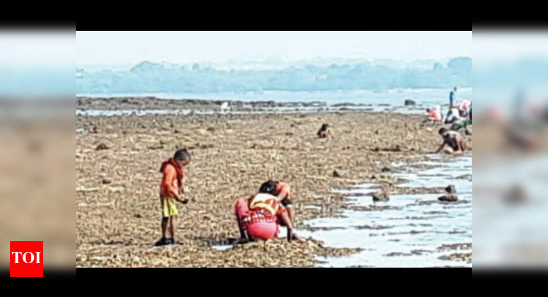 Goa: ‘Poor resorting to unsafe, unsustainable fishing’ | Goa News ...