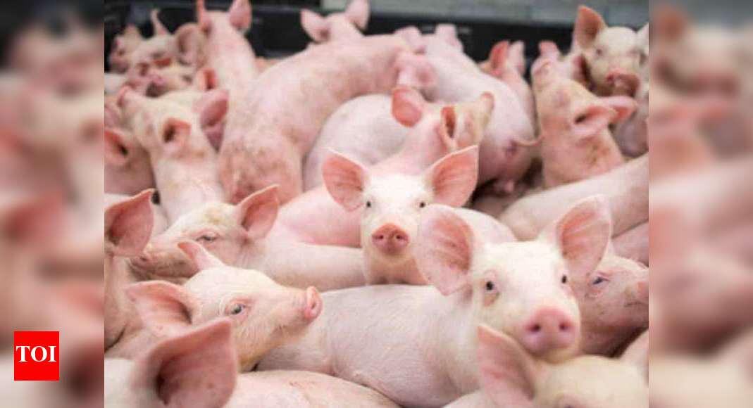 Covid-19: Piglets from UK for N-E states quarantined in Delhi | India ...