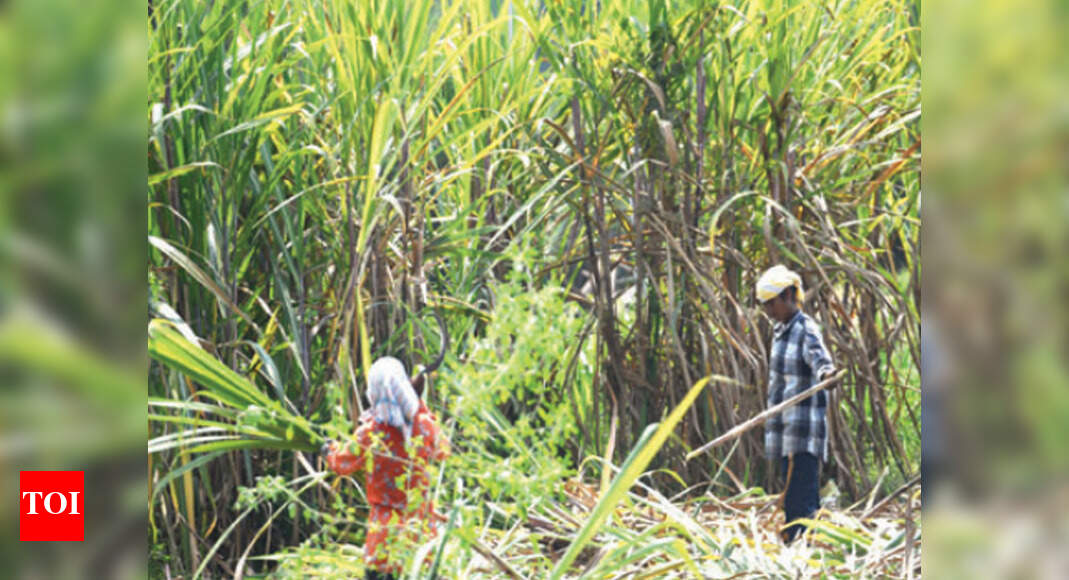 Goa: Sugarcane crop dries up, farmers face loss of Rs 60 lakh | Goa ...