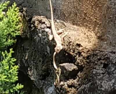 Navi Mumbai: In a rare wildlife sighting, oriental garden lizard ...