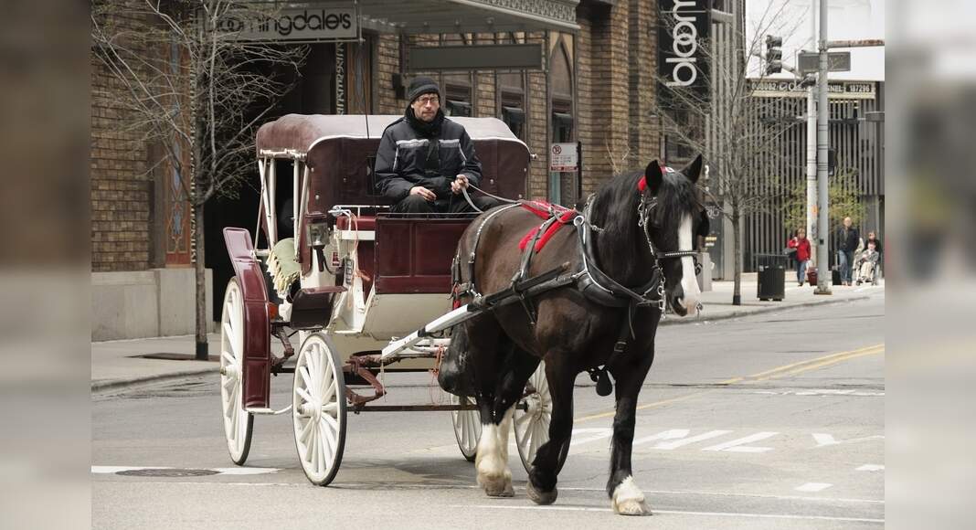 Chicago to ban horse-drawn carriages from 2021 | TimesTravel