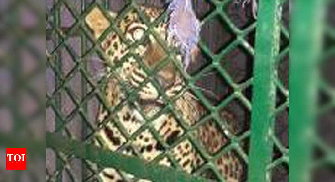 Leopard trapped in Canacona | Goa News - Times of India