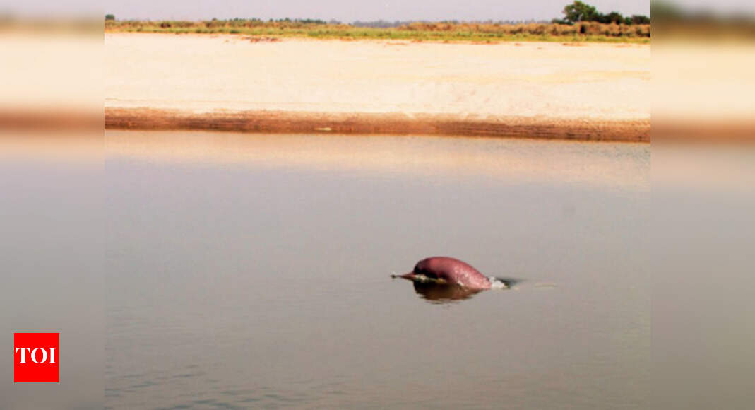 Punjab: With Beas pollution down, rare Indus river dolphins venturing ...