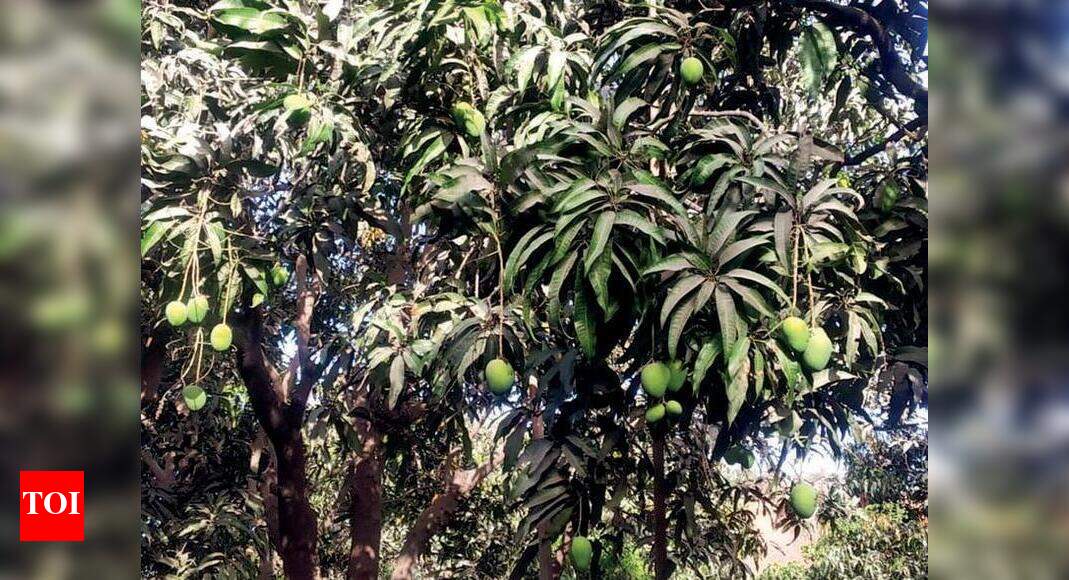 Gujarat: Valsadi hafoos ripens, but no one to pluck | Surat News ...