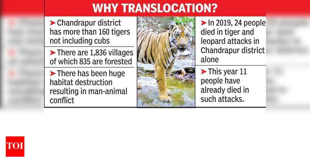 Forest dept for translocation of 50 tigers from Chandrapur | Nagpur ...