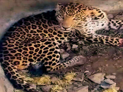 Panchkula: Hurt leopard rescued near Morni by wildlife officials ...