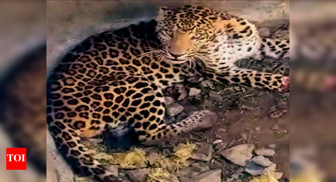 Panchkula: Hurt leopard rescued near Morni by wildlife officials ...