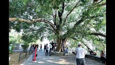 Uttar Pradesh: Heritage tag for 100-year-old trees | Lucknow News ...