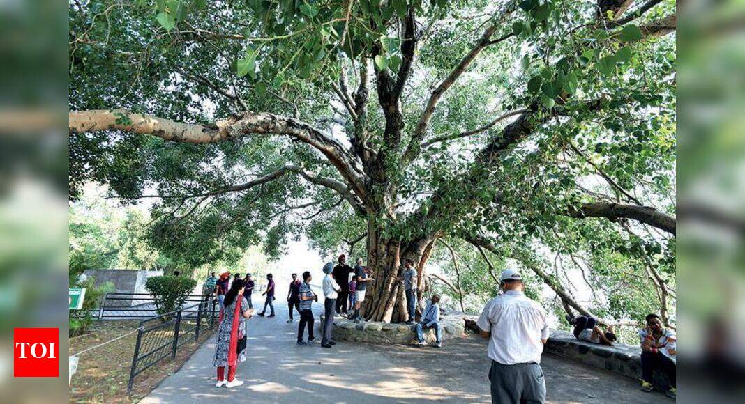 Uttar Pradesh: Heritage tag for 100-year-old trees | Lucknow News ...