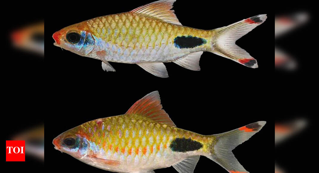 Dazzling freshwater fishes discovered from Western Ghats | Mangaluru ...