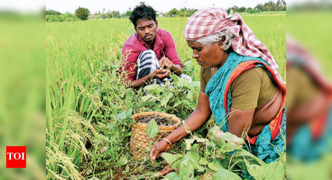 Farmers must grow what Telangana govt tells: Experts | Hyderabad News ...