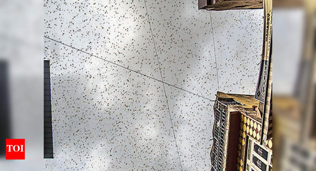 Rajasthan: Swarms of insects storm into city areas of Pushkar and Ajmer ...