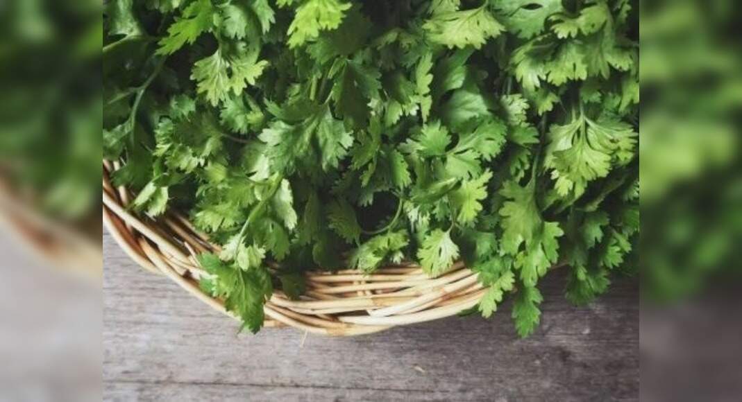 Beauty benefits of coriander you should be aware of - Misskyra.com