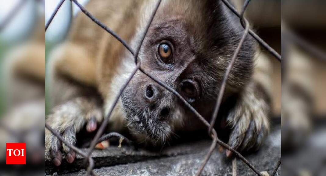 Covid-19 and the true cost of wildlife exploitation - Times of India